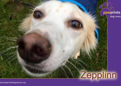 Current dogs - Pawprints Dog Rescue