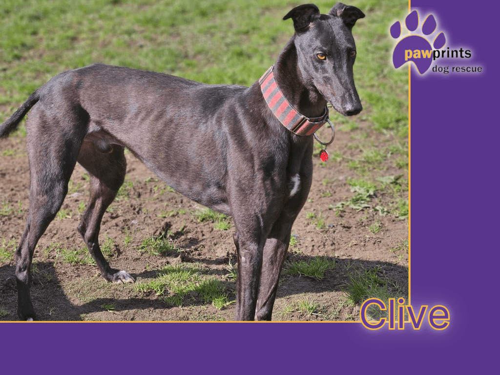 Current dogs - Pawprints Dog Rescue