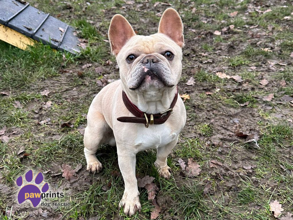 Dougie - Pawprints Dog Rescue