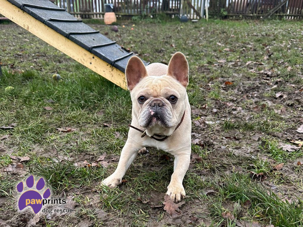 Dougie - Pawprints Dog Rescue