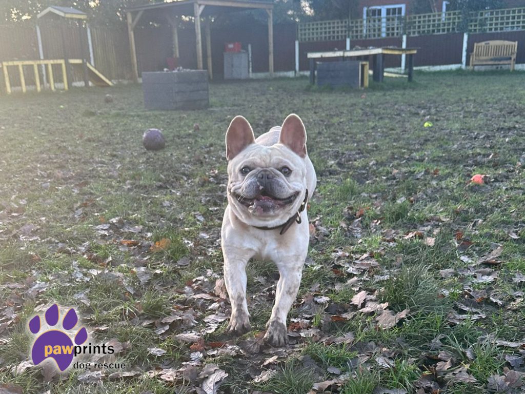 Dougie - Pawprints Dog Rescue