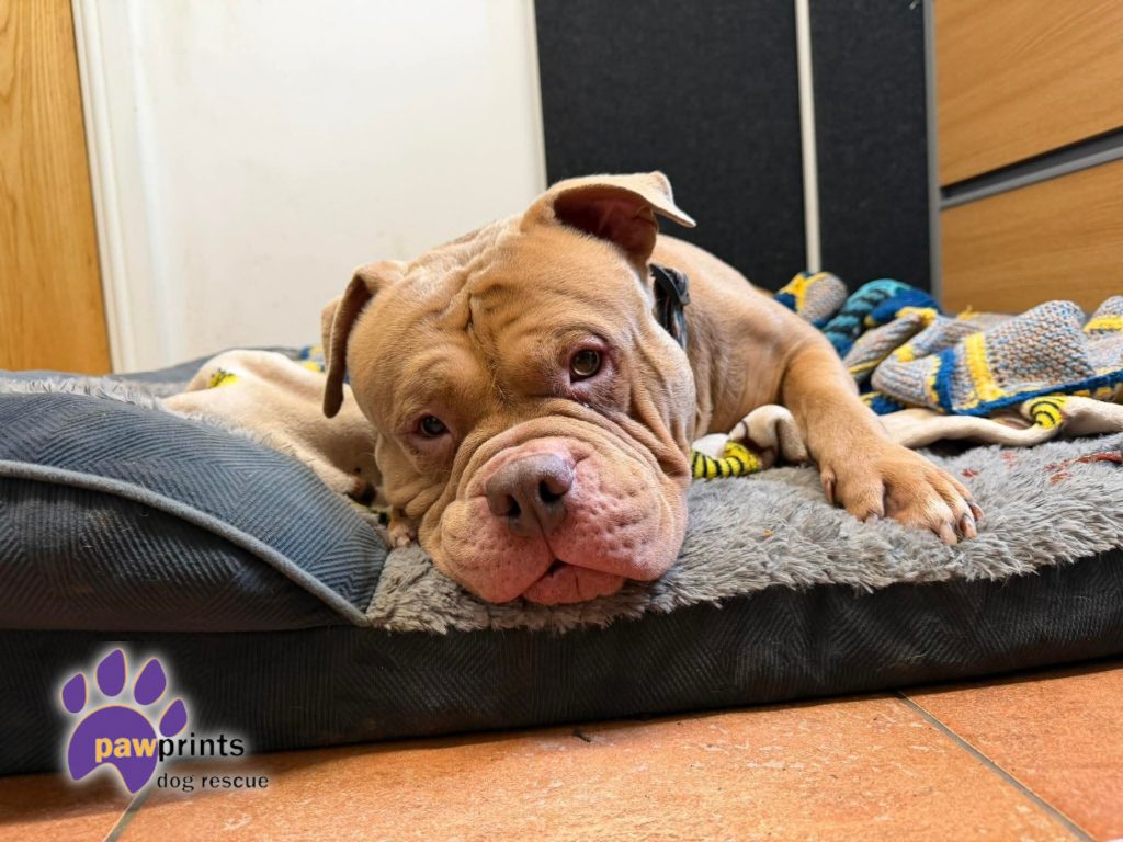 Dart - Pawprints Dog Rescue