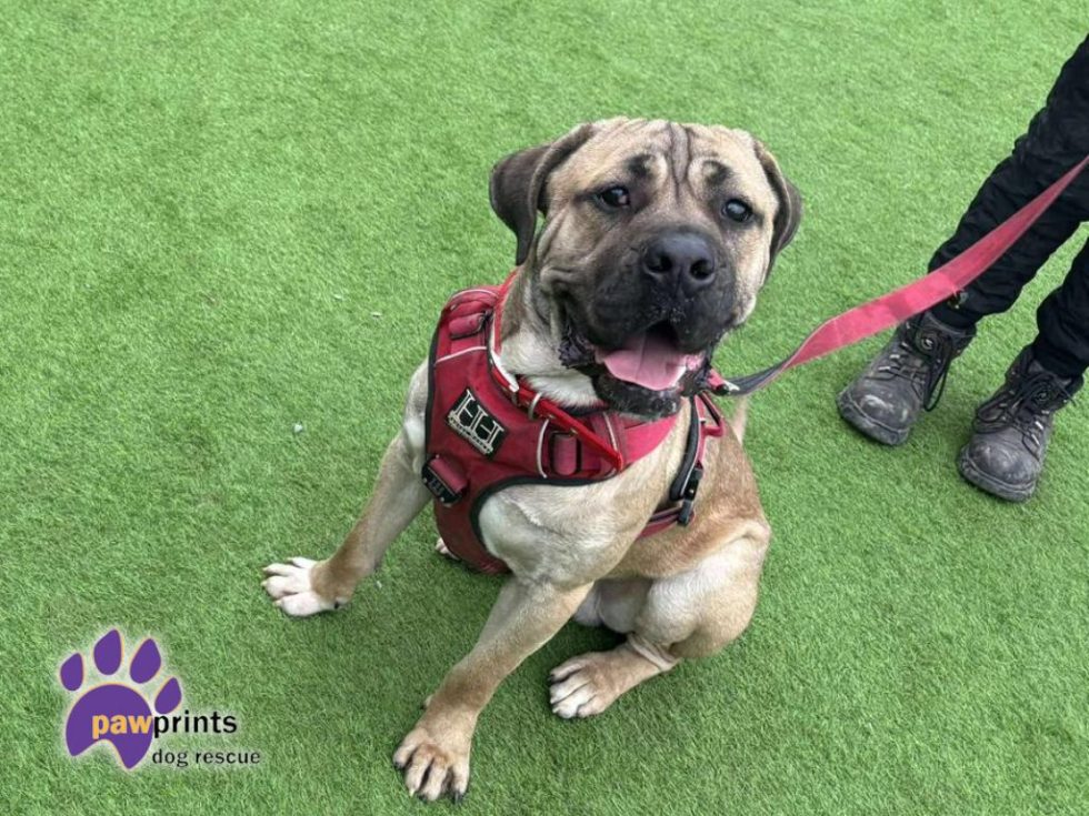 Dustin - Pawprints Dog Rescue